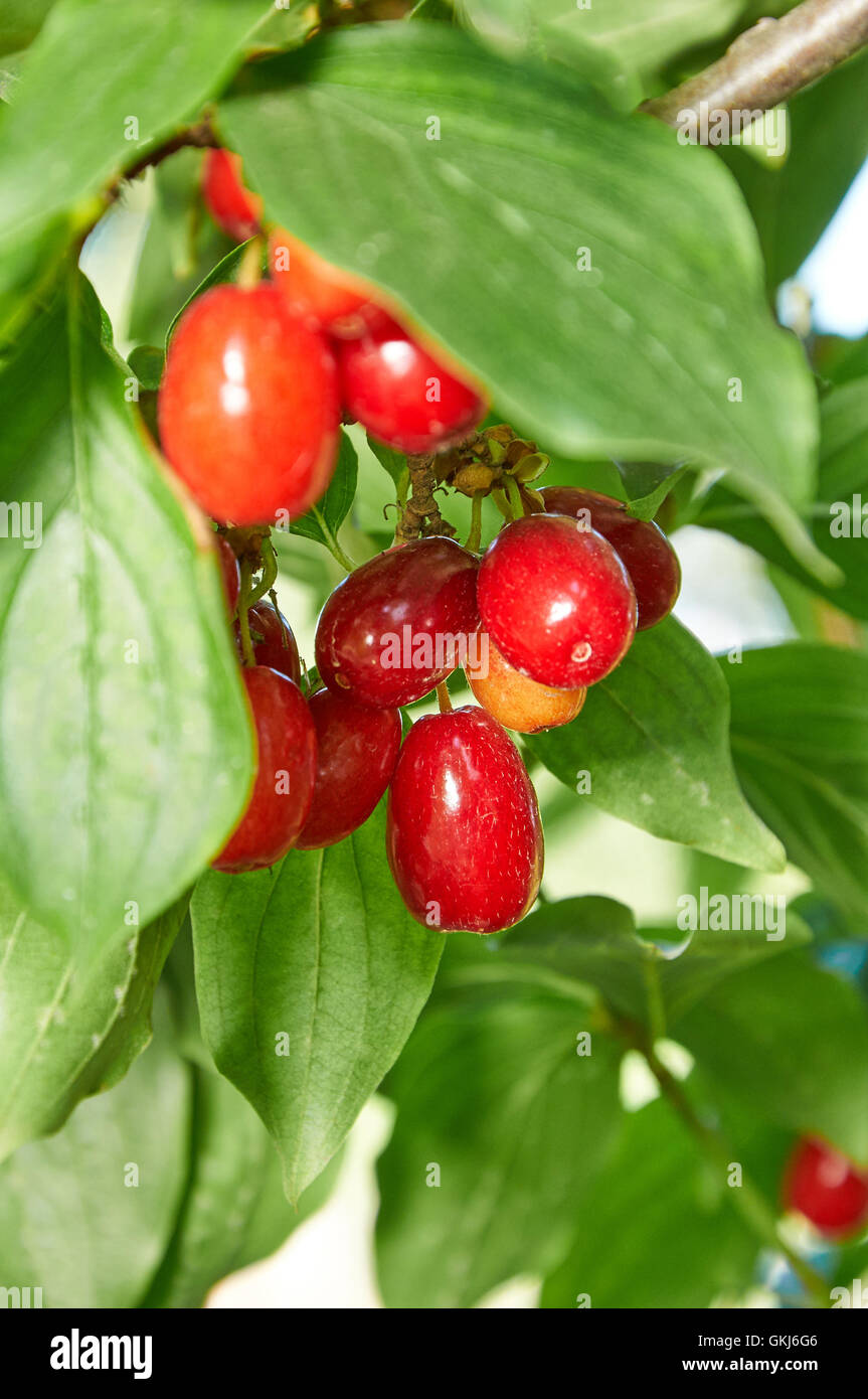 Red berries of cornel or dogwood on the branch Stock Photo - Alamy