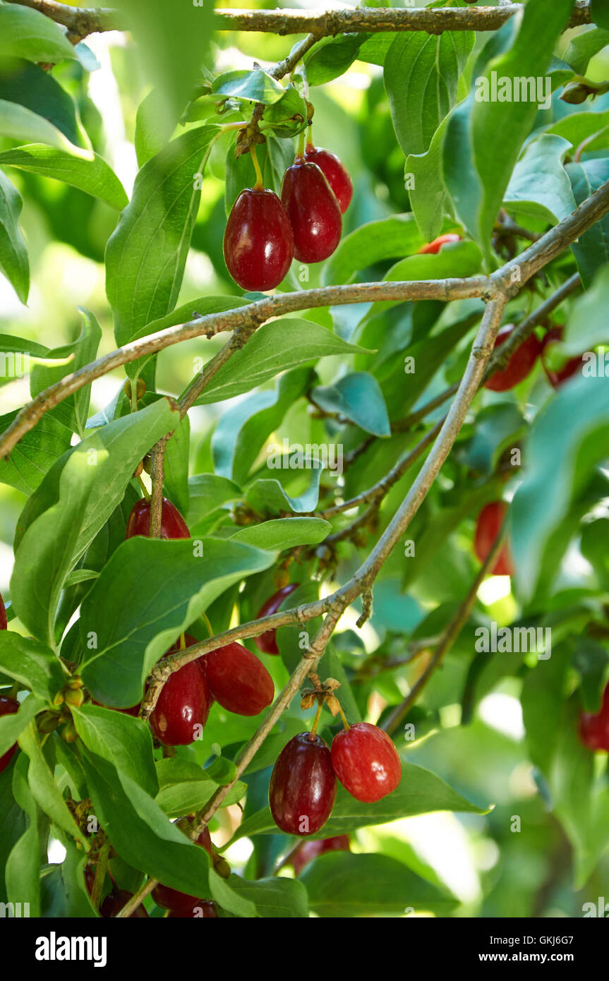Cornel tree hi-res stock photography and images - Alamy