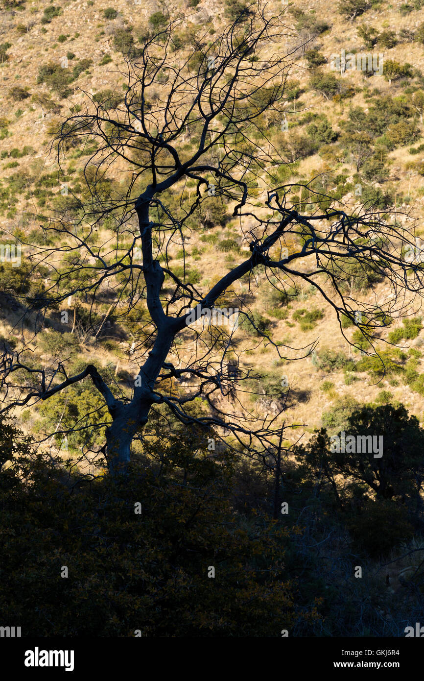 A silhouetted sycamore tree in the East Fork of Sabino Canyon in the ...