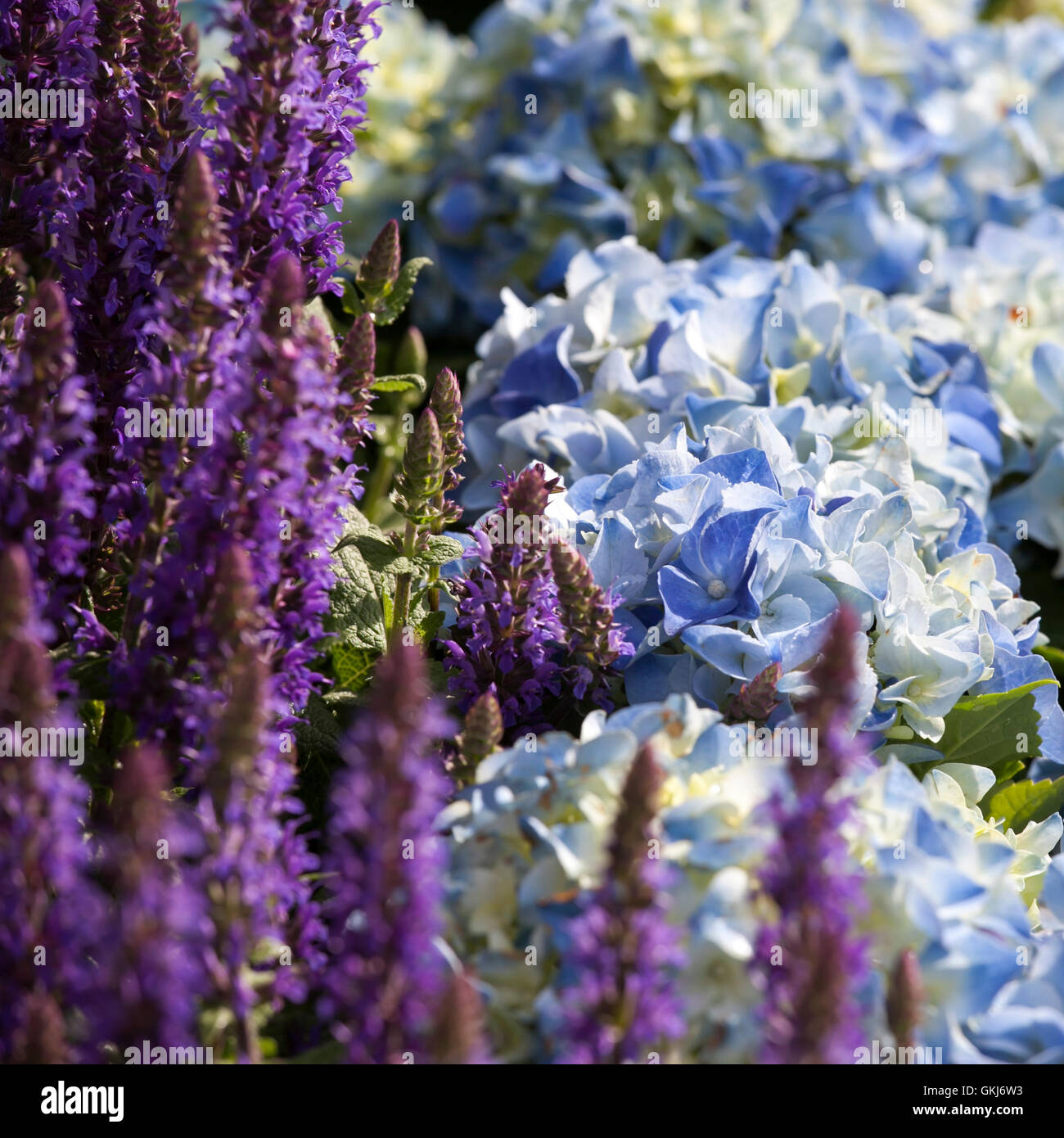 Purple Hydrangea flower (Hydrangea macrophylla) in a garden Stock Photo ...