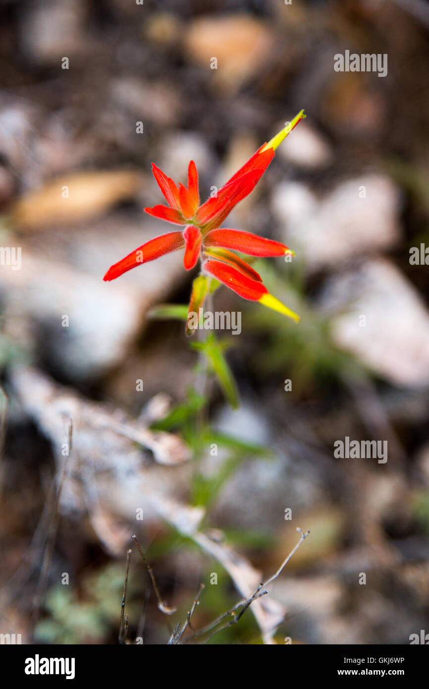 Paintbrush canyon flowers hi-res stock photography and images - Alamy