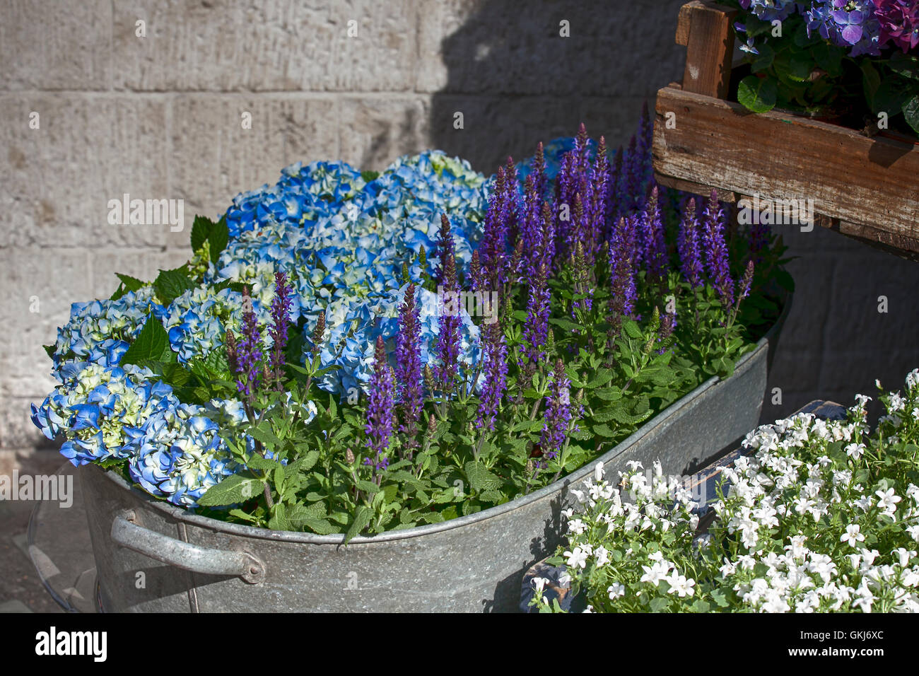 Rose And Lavender Flower Bed High Resolution Stock Photography and ...