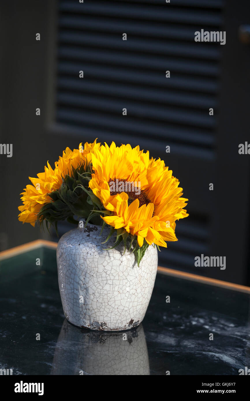 Old sunflowers hi-res stock photography and images - Alamy