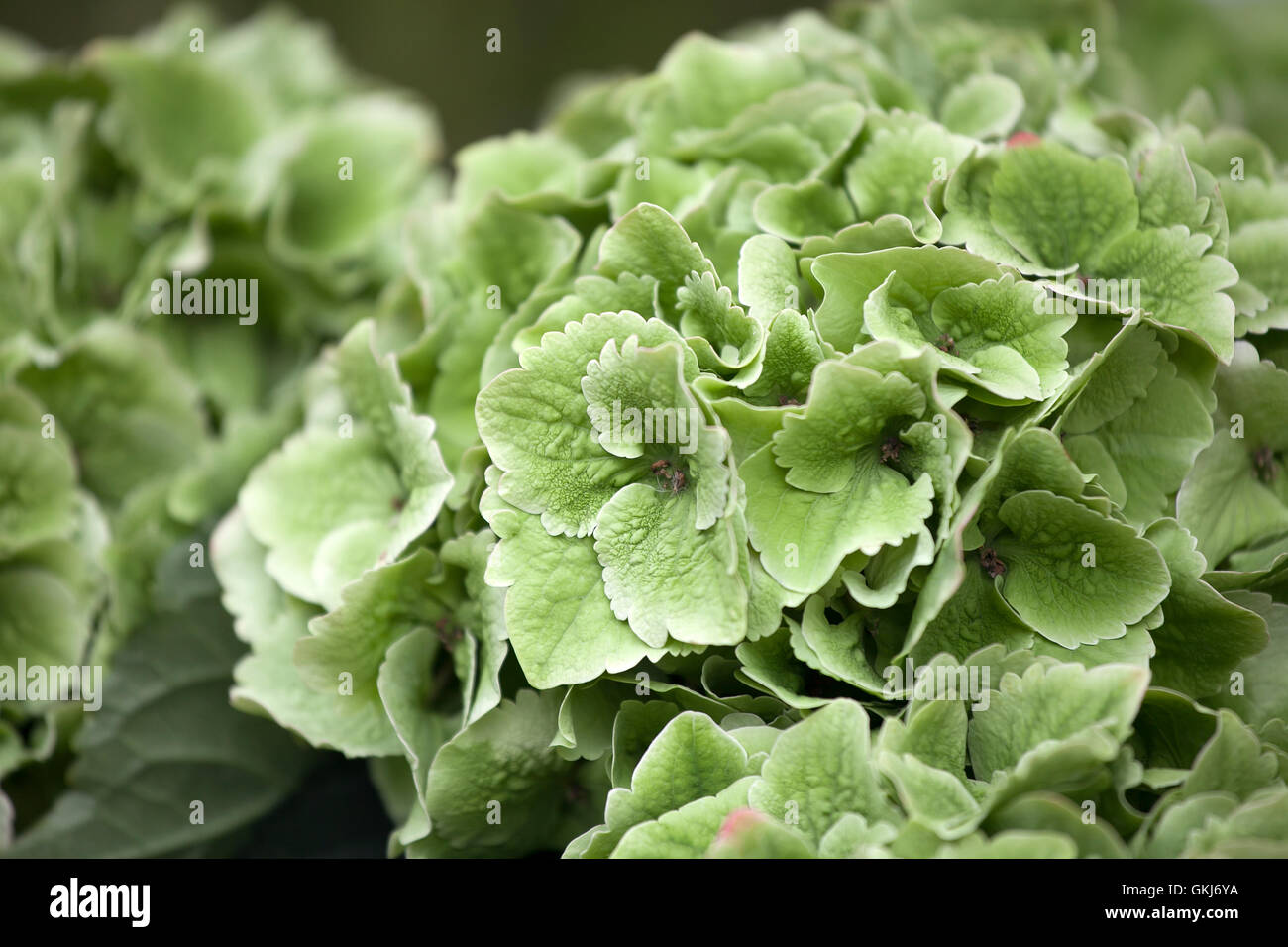 Green Hydrangea flower (Hydrangea macrophylla) in a garden Stock Photo ...