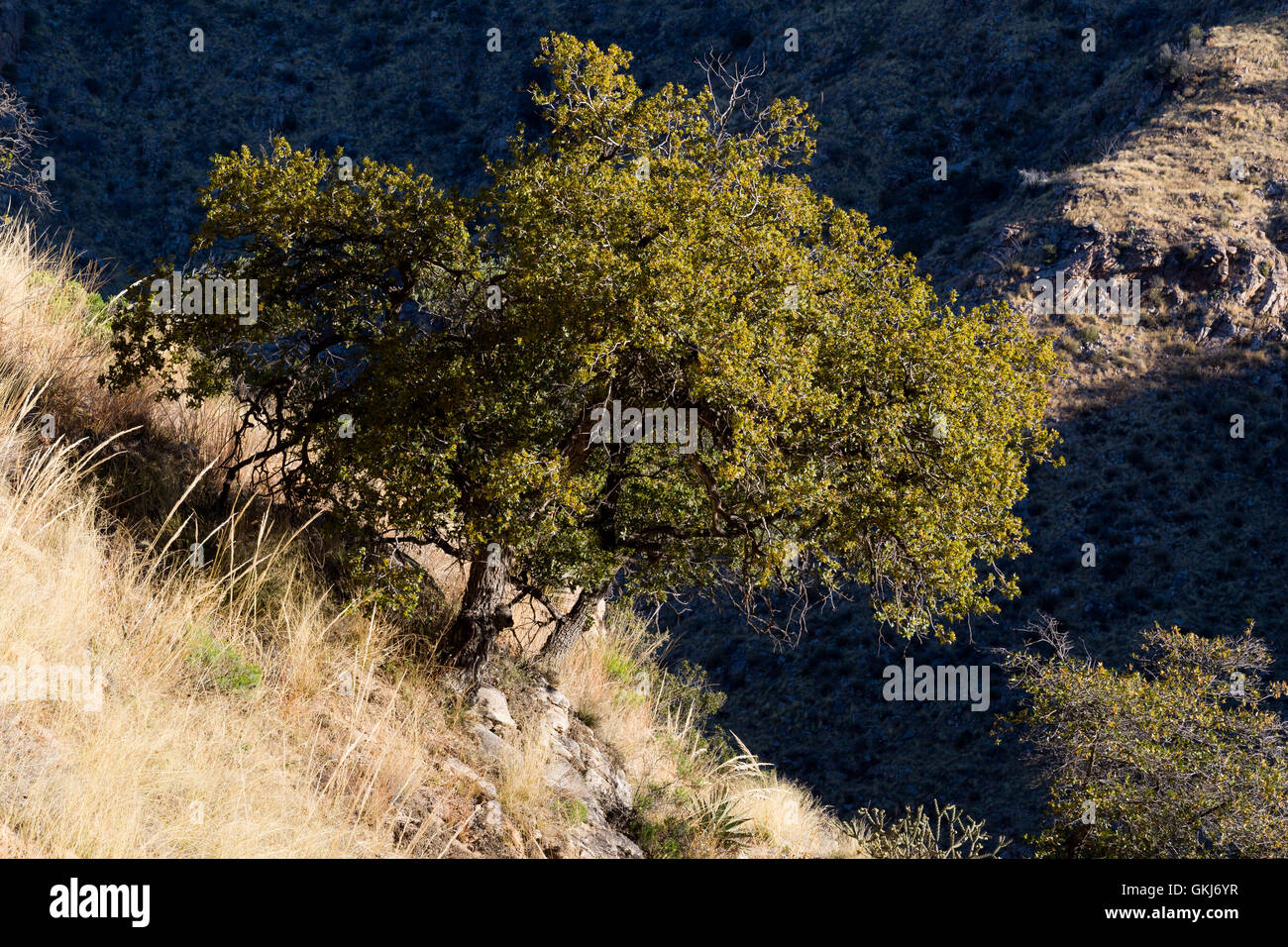 An oak tree on a rocky ledge in the East Fork of Sabino Canyon in the ...