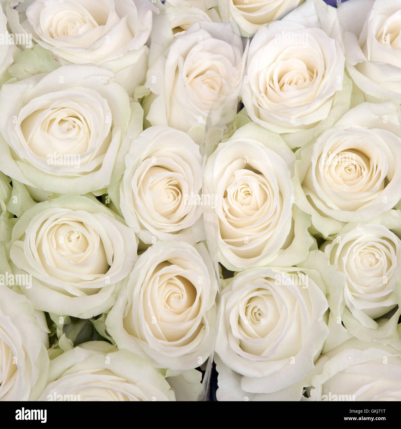 background of a lot of small beige roses Stock Photo - Alamy
