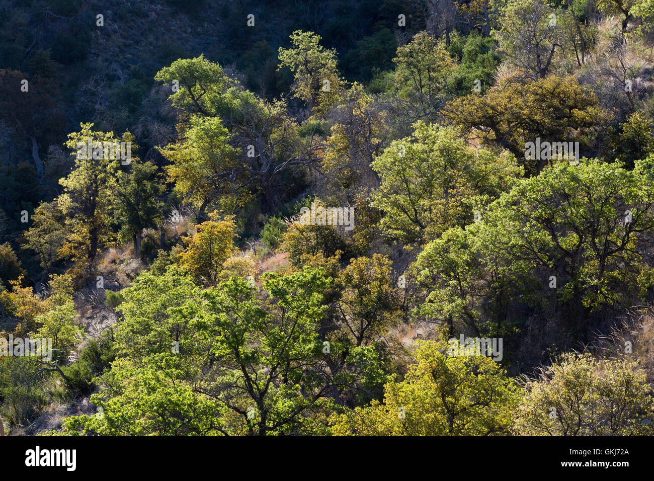Sonoran Desert trees in the East Fork of Sabino Canyon in the Santa ...