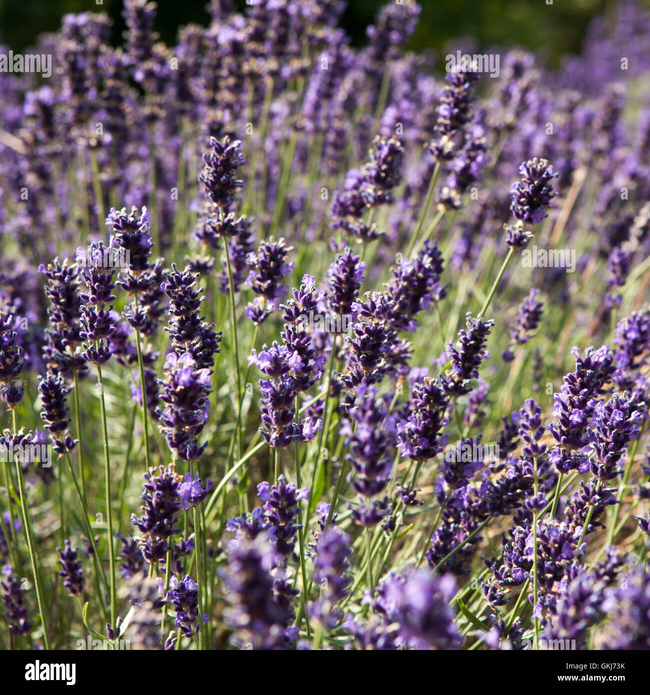 lavender flowers - Sunset over a summer purple lavender field . Bunch ...