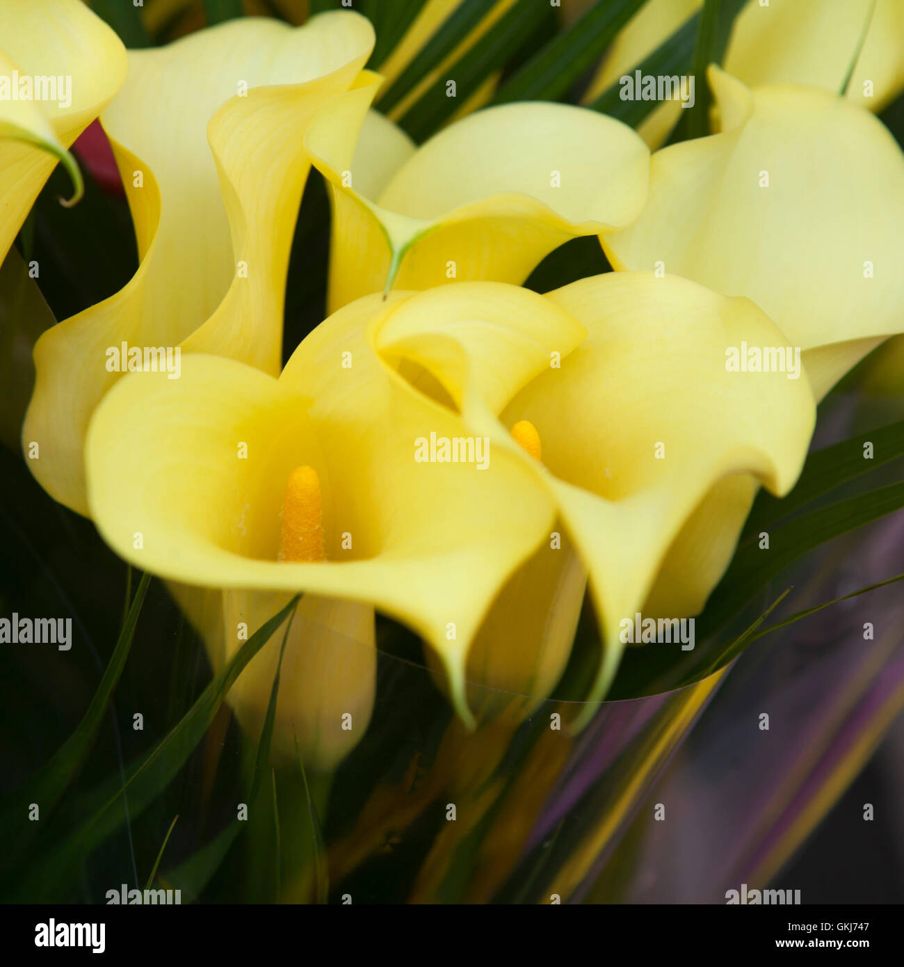 Bouquet of yellow calla lilies. Floral pattern Stock Photo - Alamy