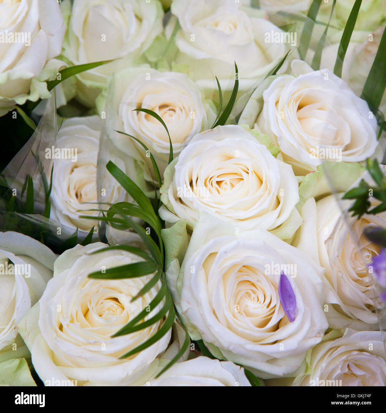 background of a lot of small beige roses Stock Photo - Alamy