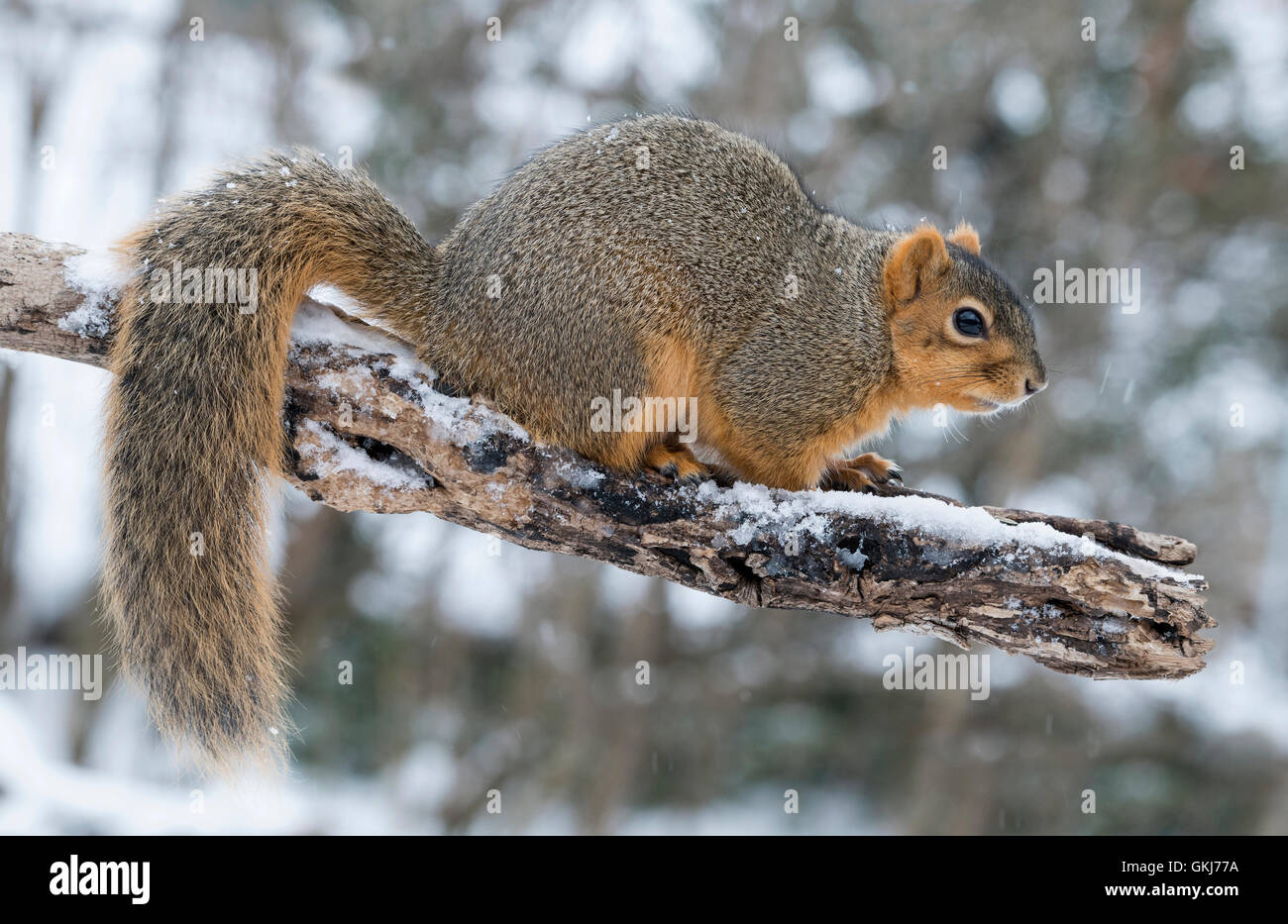 Eastern Fox Squirrel (Sciurus niger) on limb of tree, Winter, Eastern ...