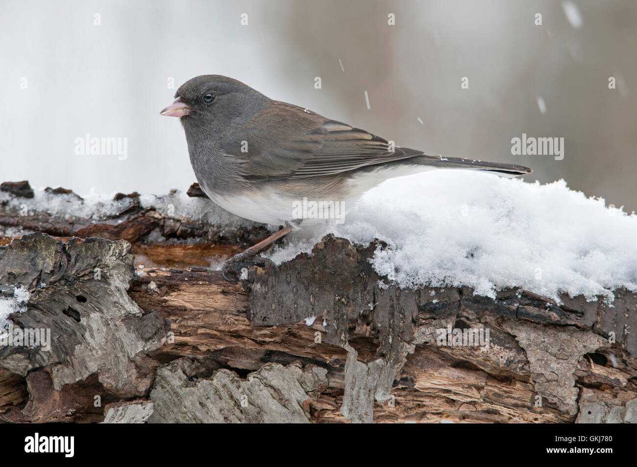 Female dark eyed juncos hi-res stock photography and images - Alamy