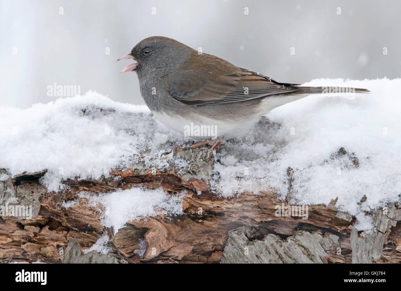 Slate-Colored or Dark-eyed Junco hyemalis, snowing, winter, female ...
