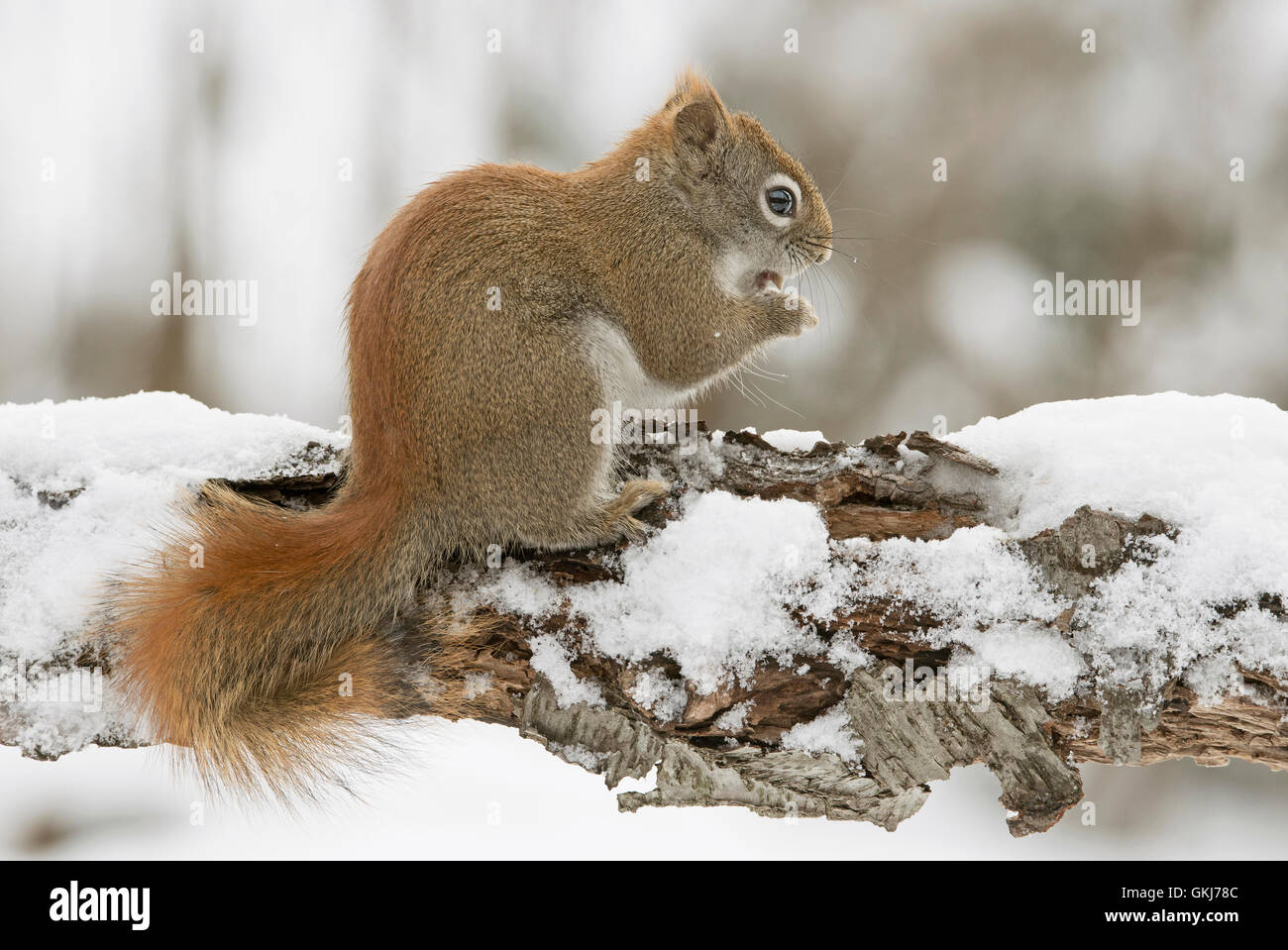 Red squirrels eating nuts hi-res stock photography and images - Alamy