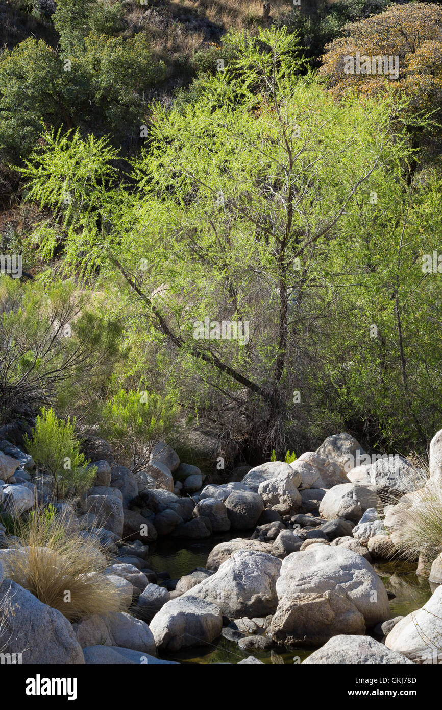 Riparian desert vegetation along the East Fork of Sabino Creek in the ...