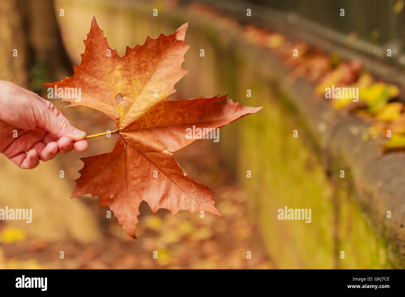 a leaf of a chestnut tree with the typical colors of autumn foliage ...