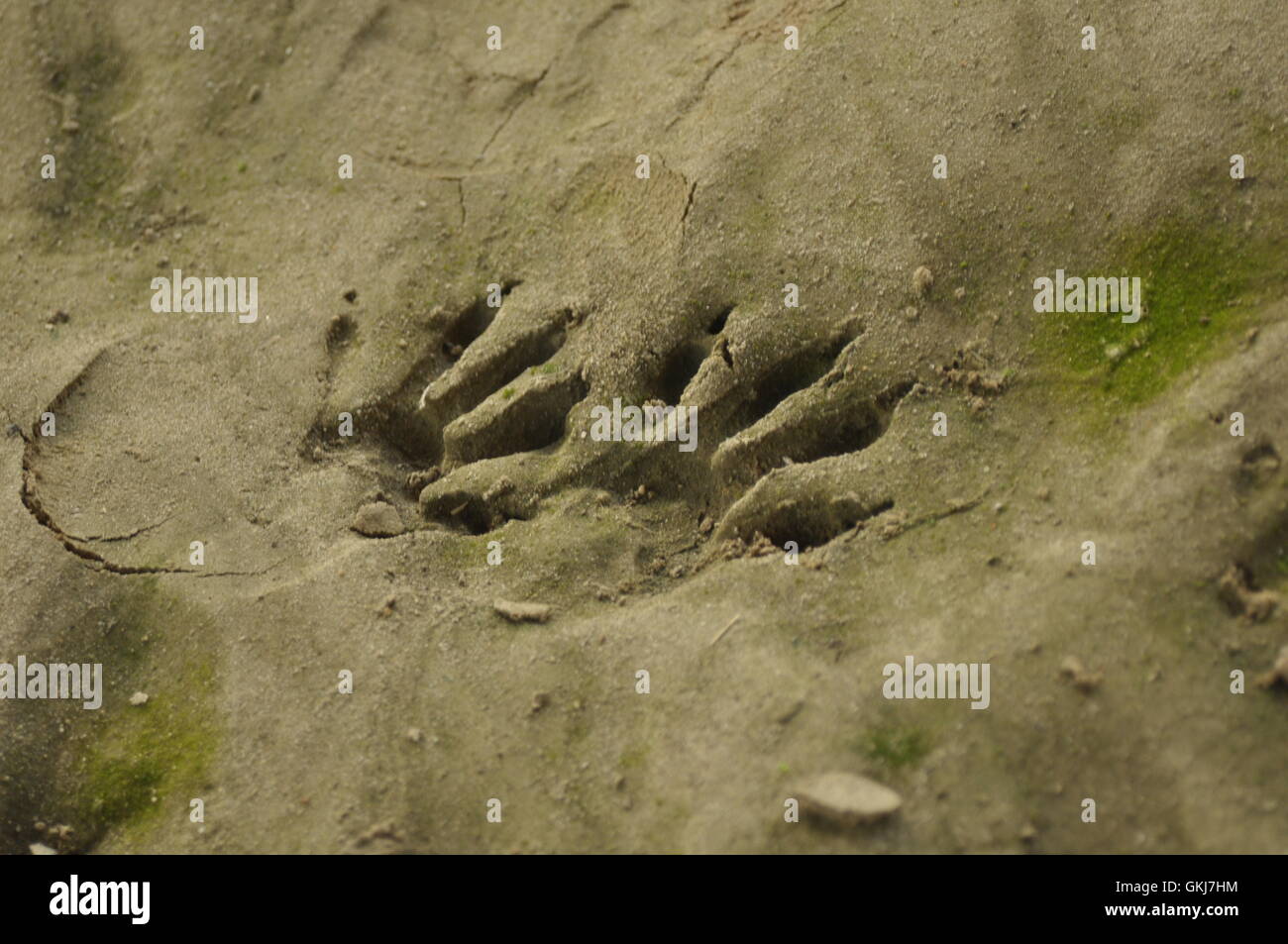 Animal paw prints hi-res stock photography and images - Alamy