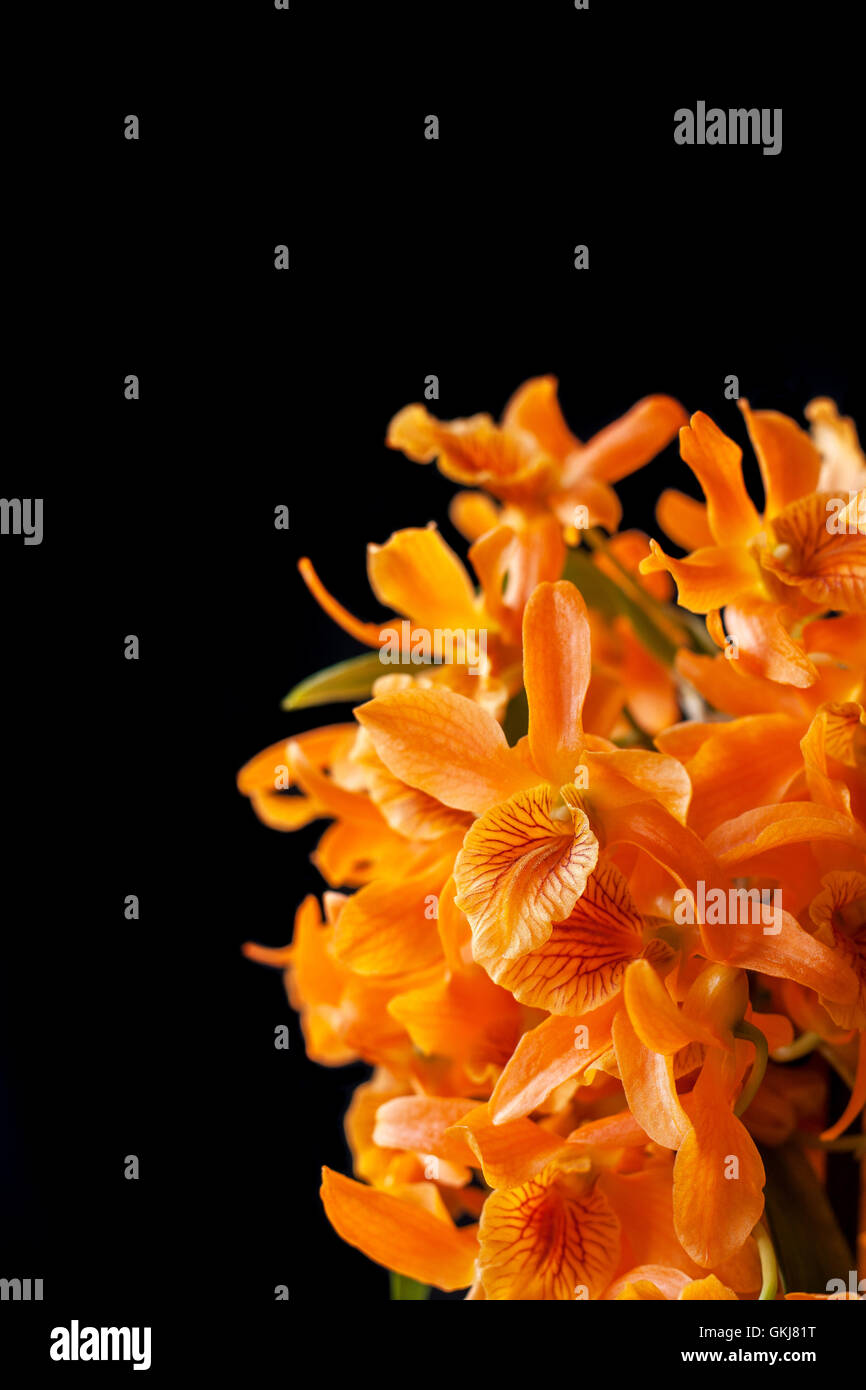 orange dendrobium orchid on a dark background Stock Photo - Alamy