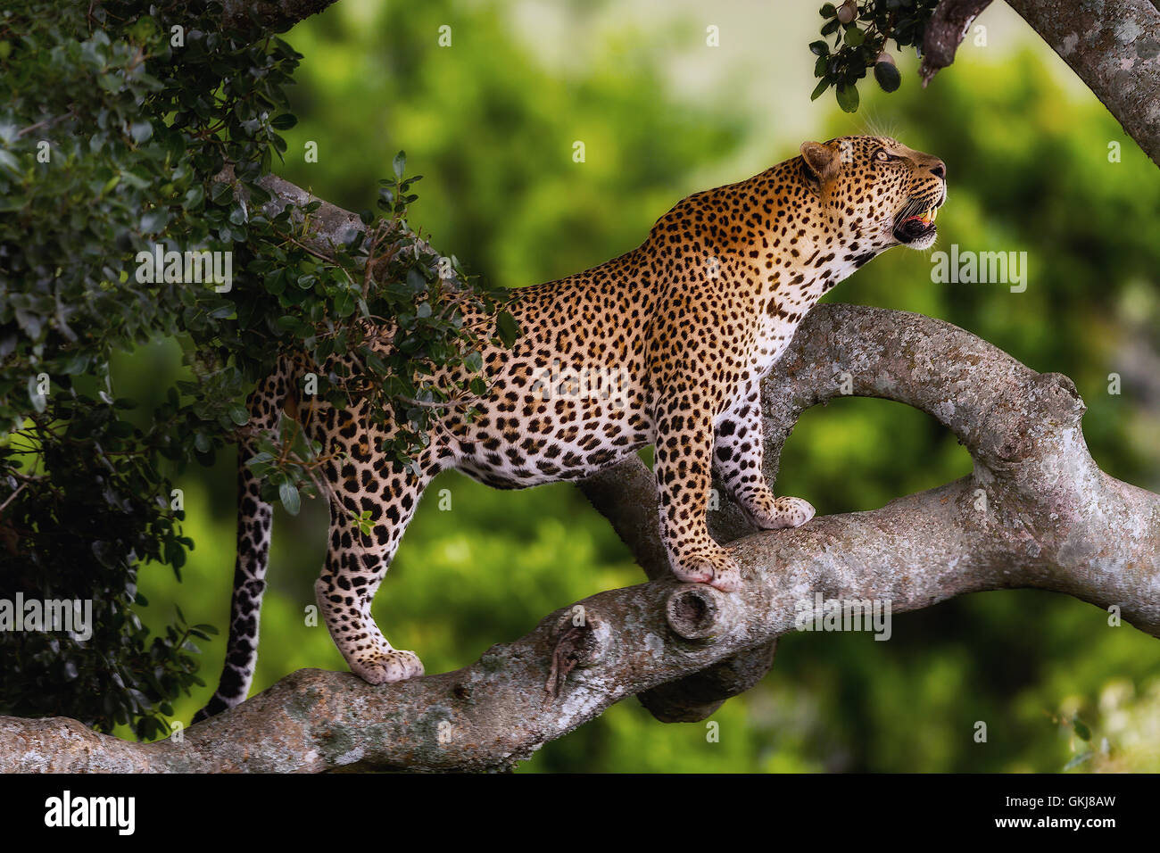Lion leopard hi-res stock photography and images - Alamy