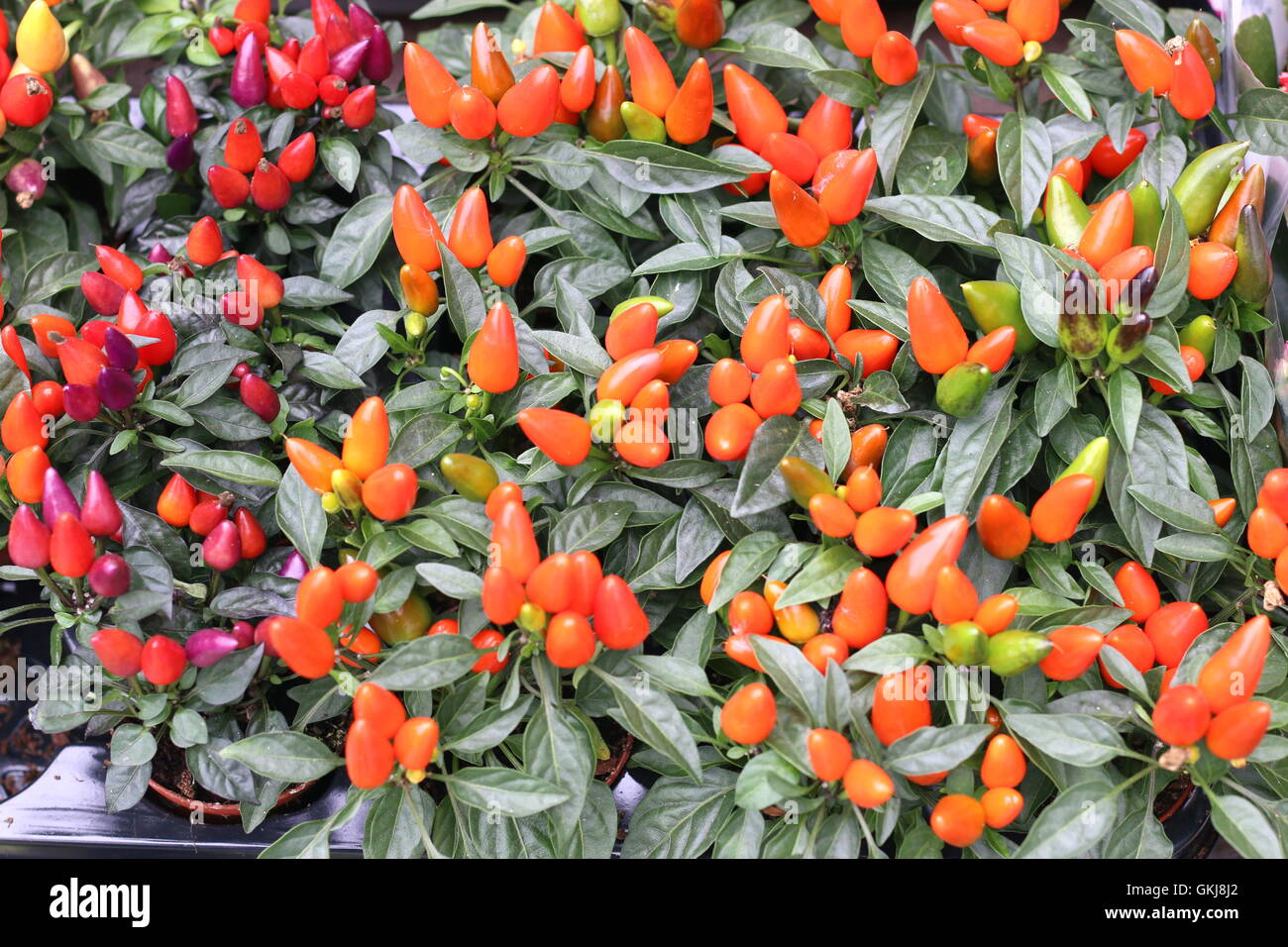 Beautiful, multicolored pepper plants, farmers market Stock Photo - Alamy