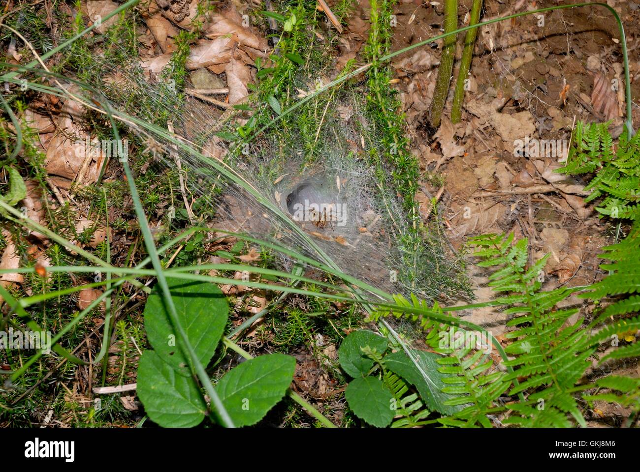 Rare spider hi-res stock photography and images - Alamy