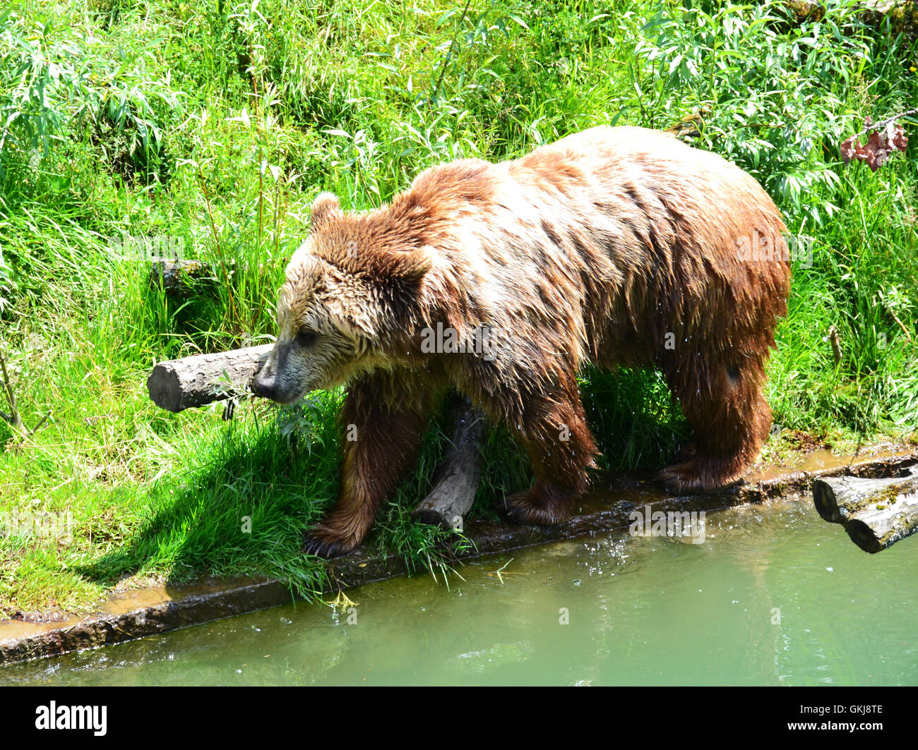 A brown bear in Bern, Switzerland. Symbol of Bern Stock Photo - Alamy