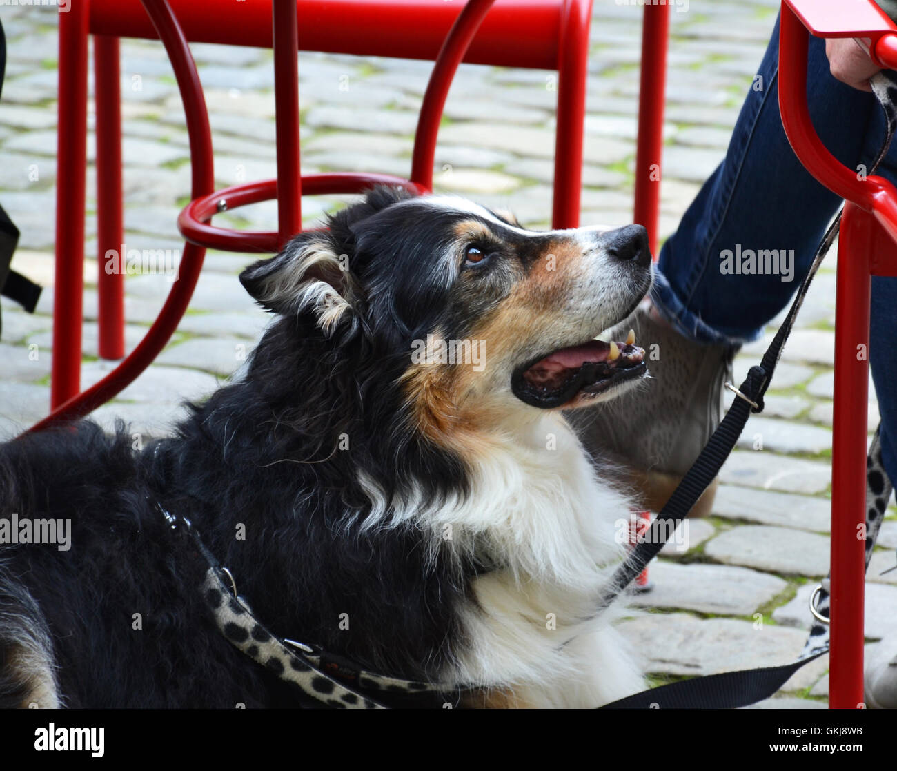 Dog sitting near cafe Stock Photo - Alamy
