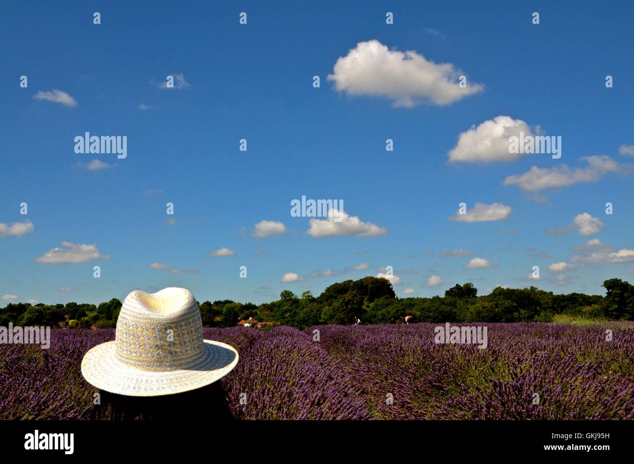 Picture taken at the lavender fields in Banstead, South Engalnd Stock ...