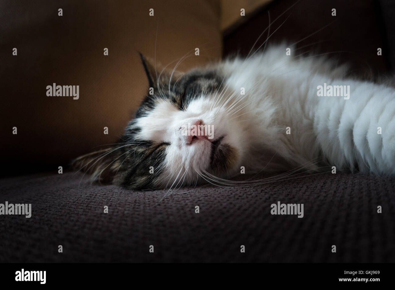 Boy sleeping cat hi-res stock photography and images - Alamy