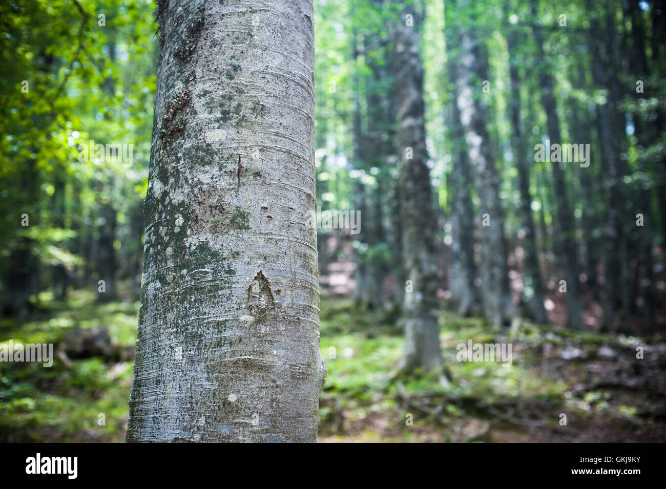 Fascinating beech trunk close up with out of focus green woods in ...
