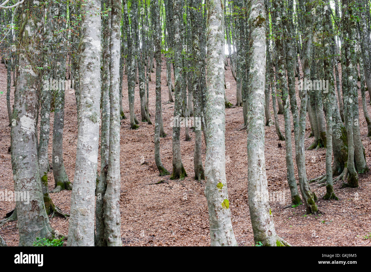 Beech tree trunks hi-res stock photography and images - Alamy