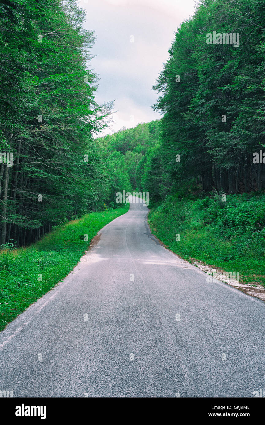 Vertical road path to the unknown between green trees forest Stock ...
