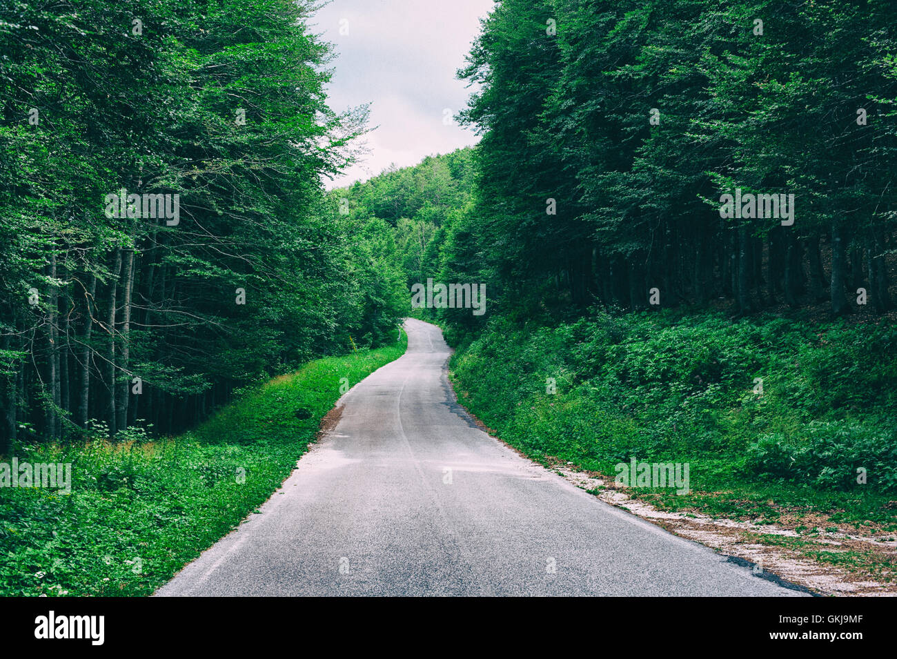 Landscape view of road path to the unknown between green trees forest ...