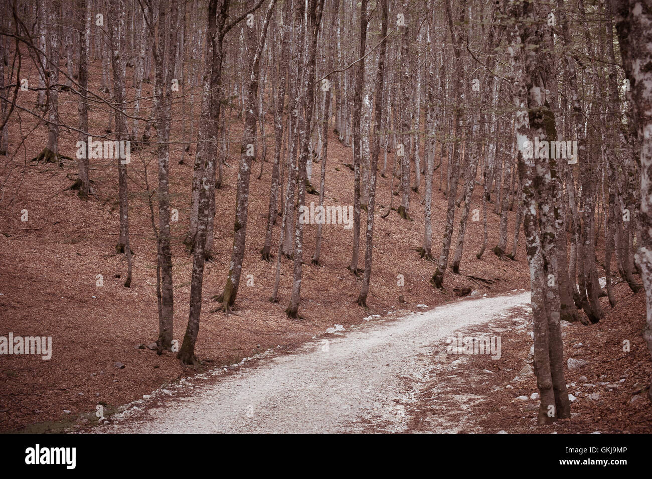 Beech tree forest hi-res stock photography and images - Alamy