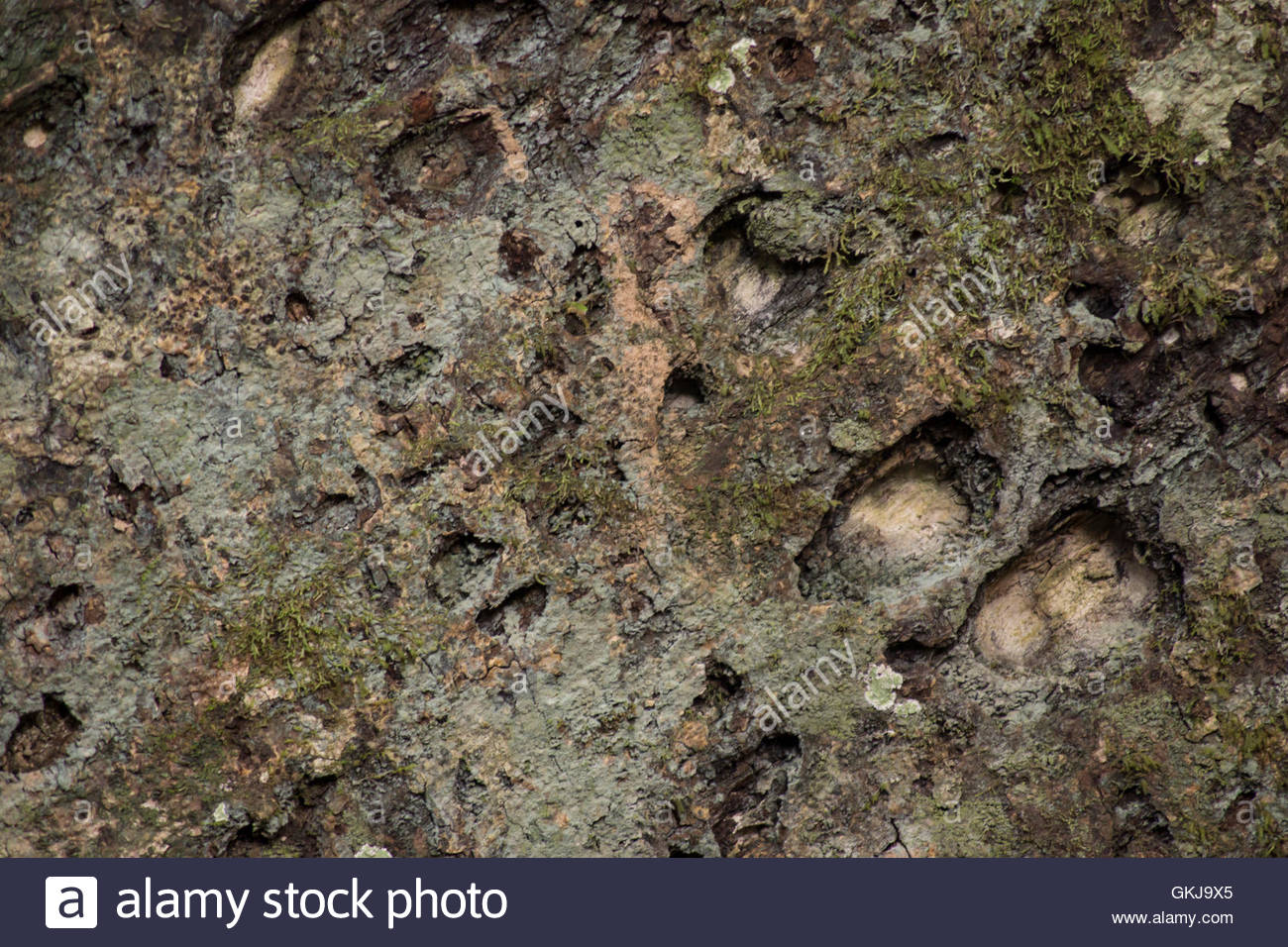 Tree Holes Stock Photos & Tree Holes Stock Images - Alamy