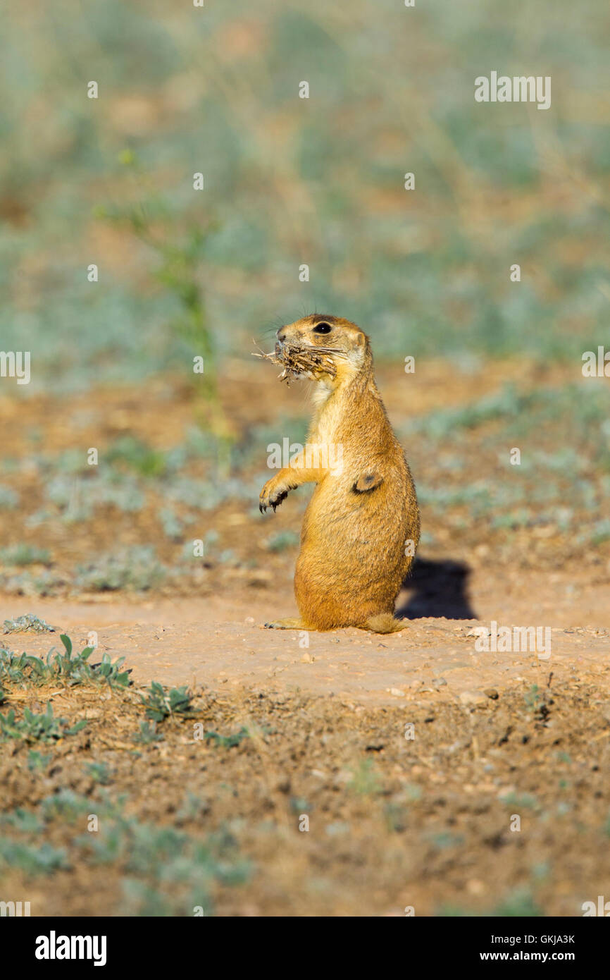 Utah Prairie Dog Cynomys parvidens Cedar City, Utah, United States 8 ...