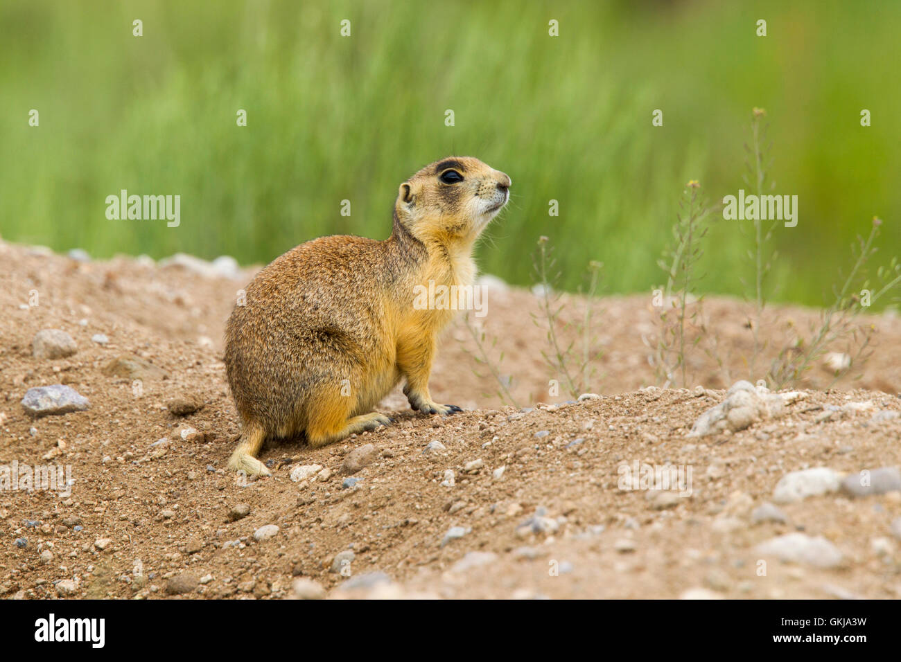 Endangered animal species hi-res stock photography and images - Alamy