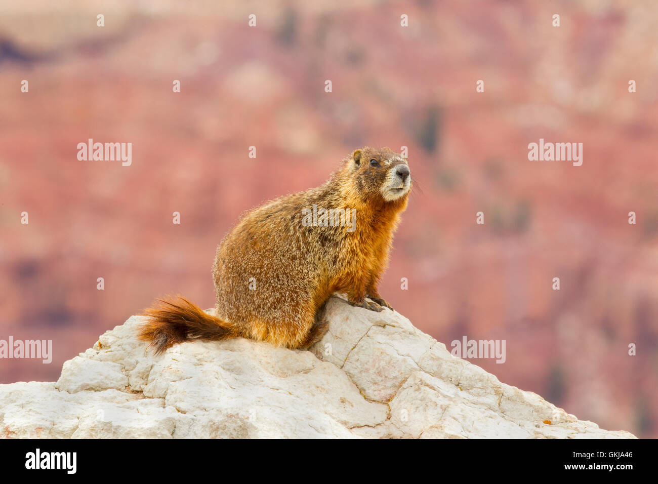 Yellow-bellied Marmot Marmota flaviventris Cedar Breaks National ...