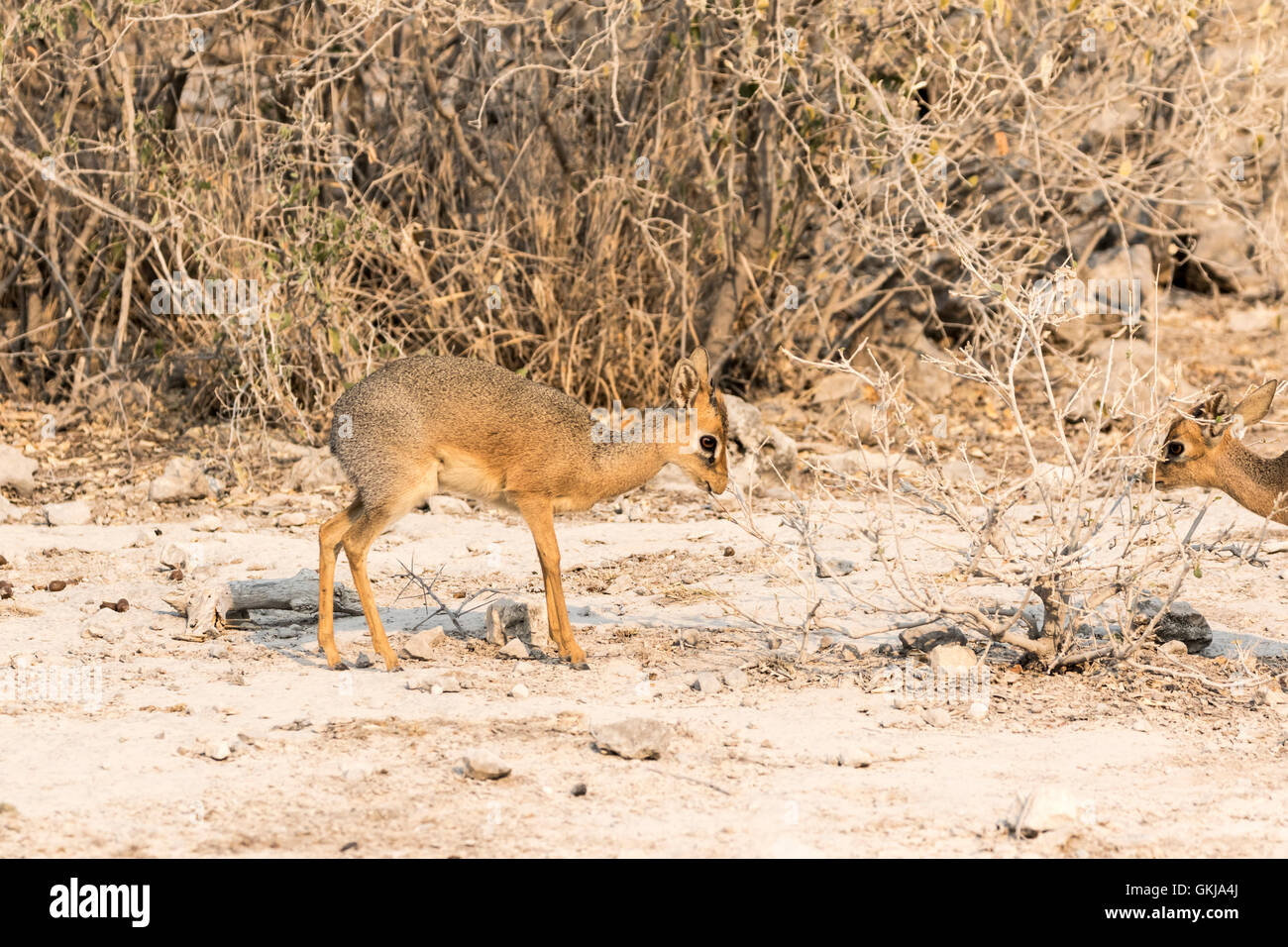 male Damara dik dik in Etosha National Park, Namibia Stock Photo - Alamy