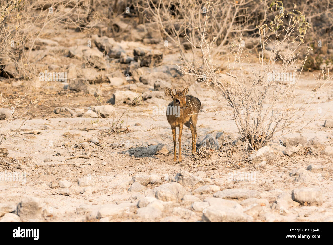 Male Damara dik dik in Etosha National Park, Namibia Stock Photo - Alamy