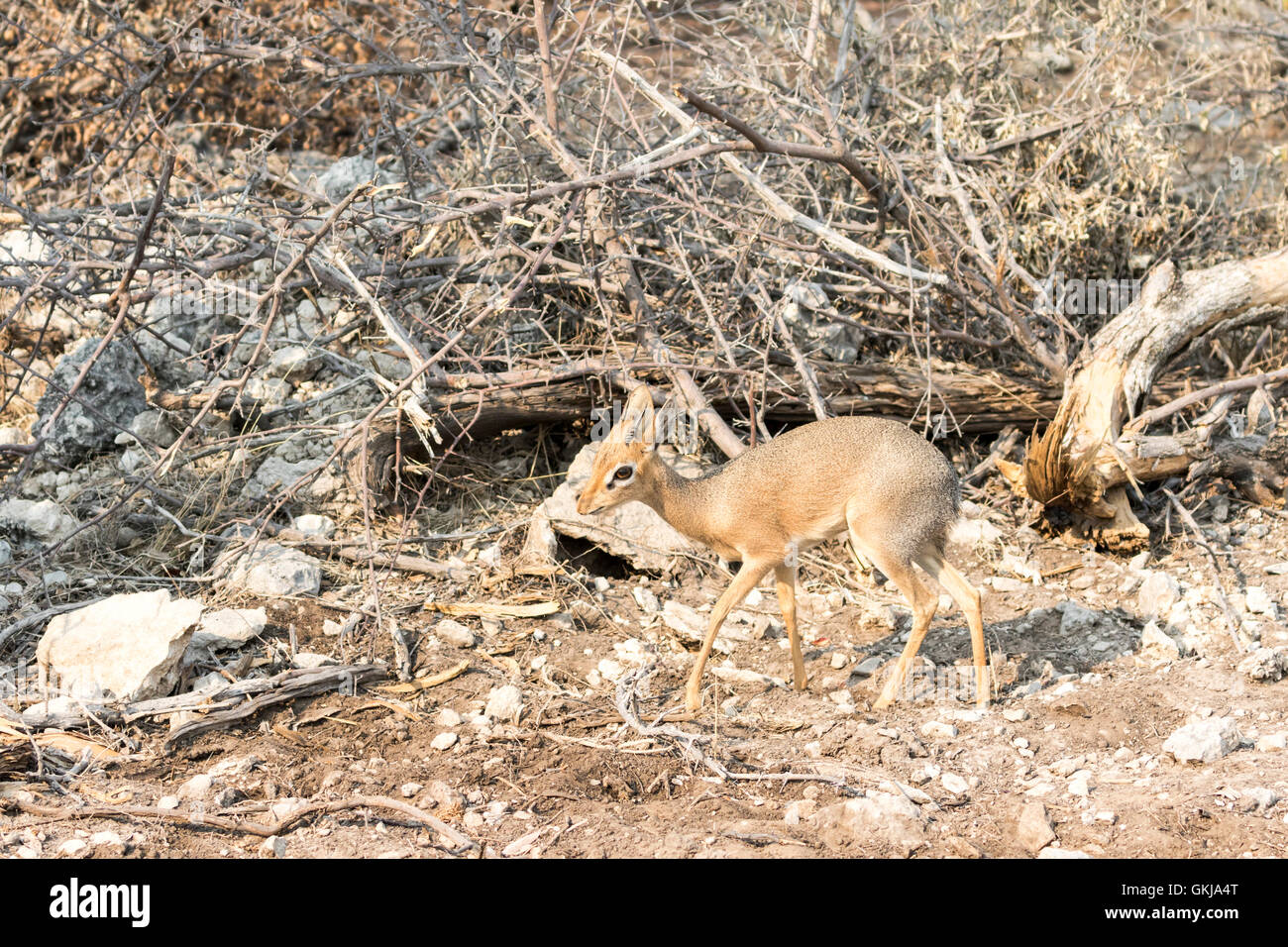 Damara dik dik hi-res stock photography and images - Alamy