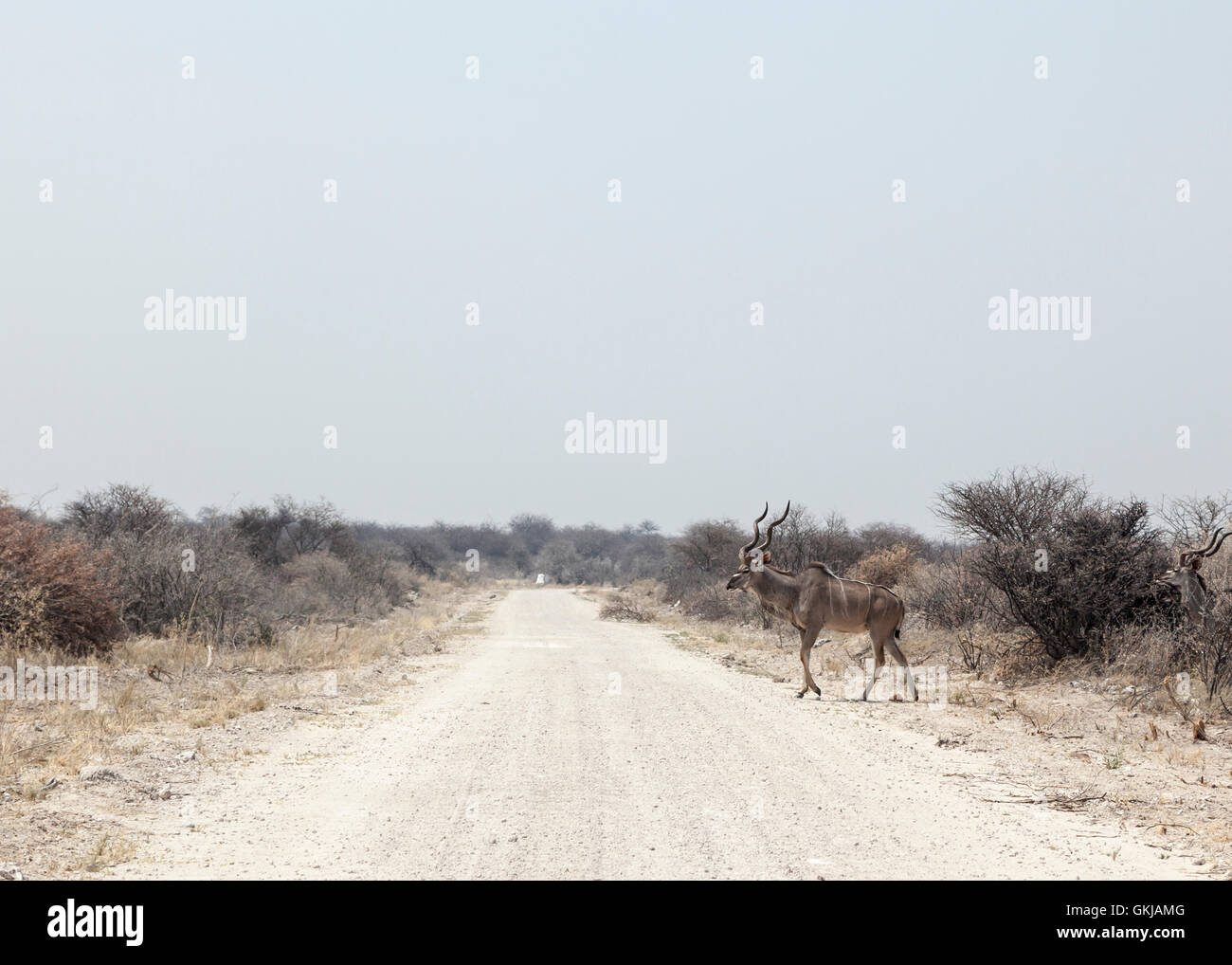 Male kudu namibia hi-res stock photography and images - Alamy