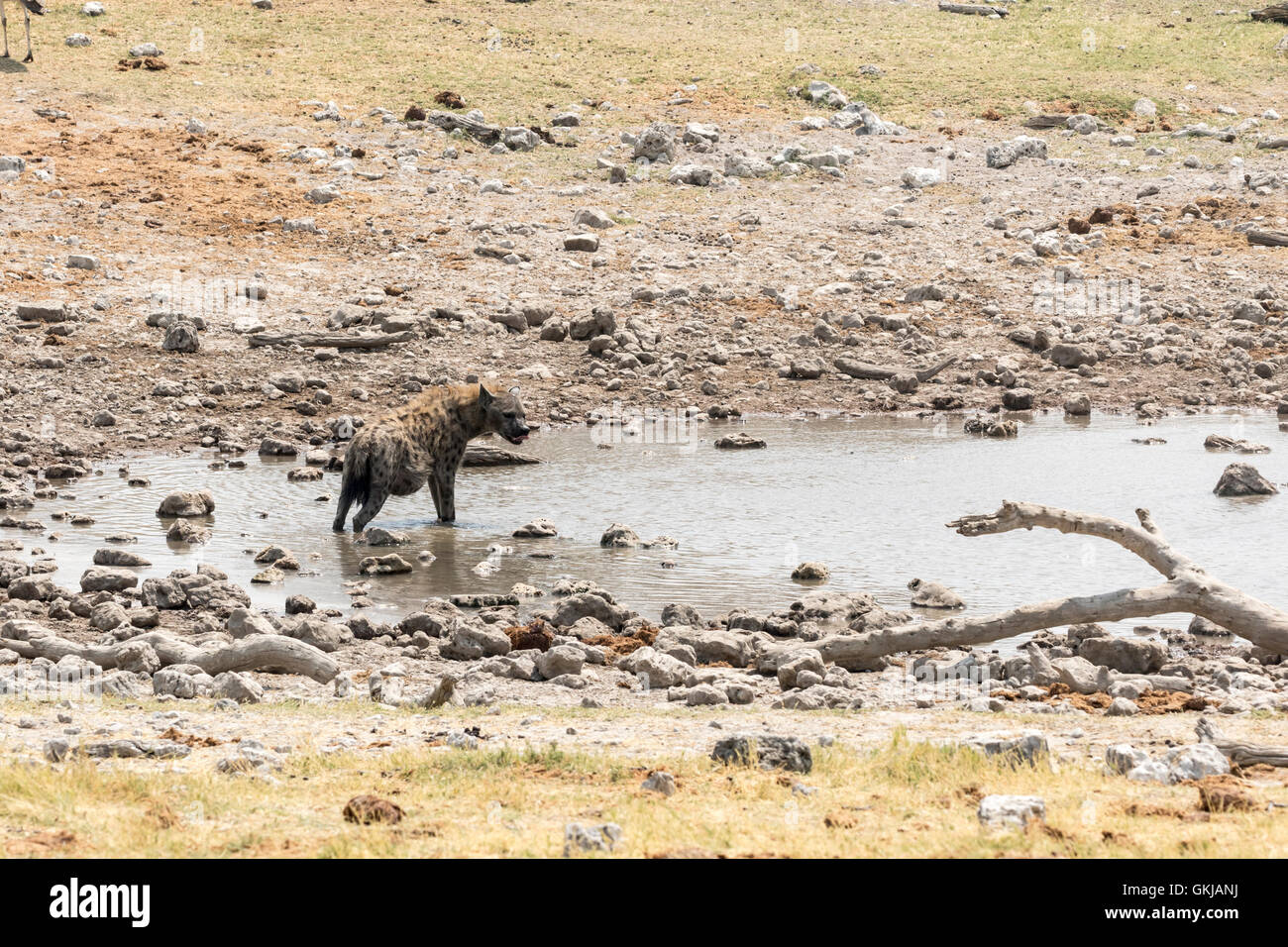 Male spotted hyena standing in water, Etosha National Park, Namibia ...