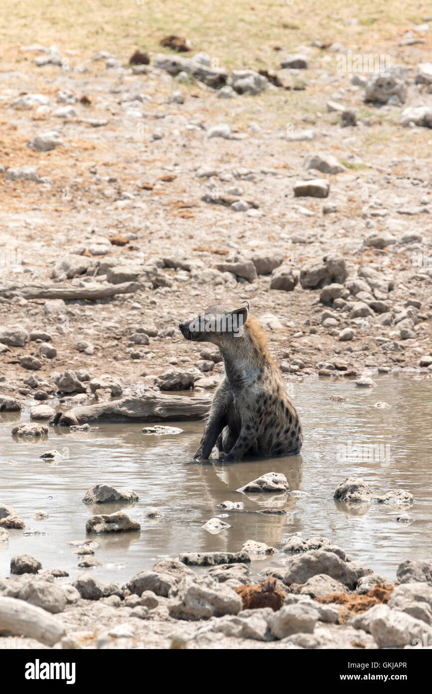Male spotted hyena sitting in water, Etosha National Park, Namibia ...