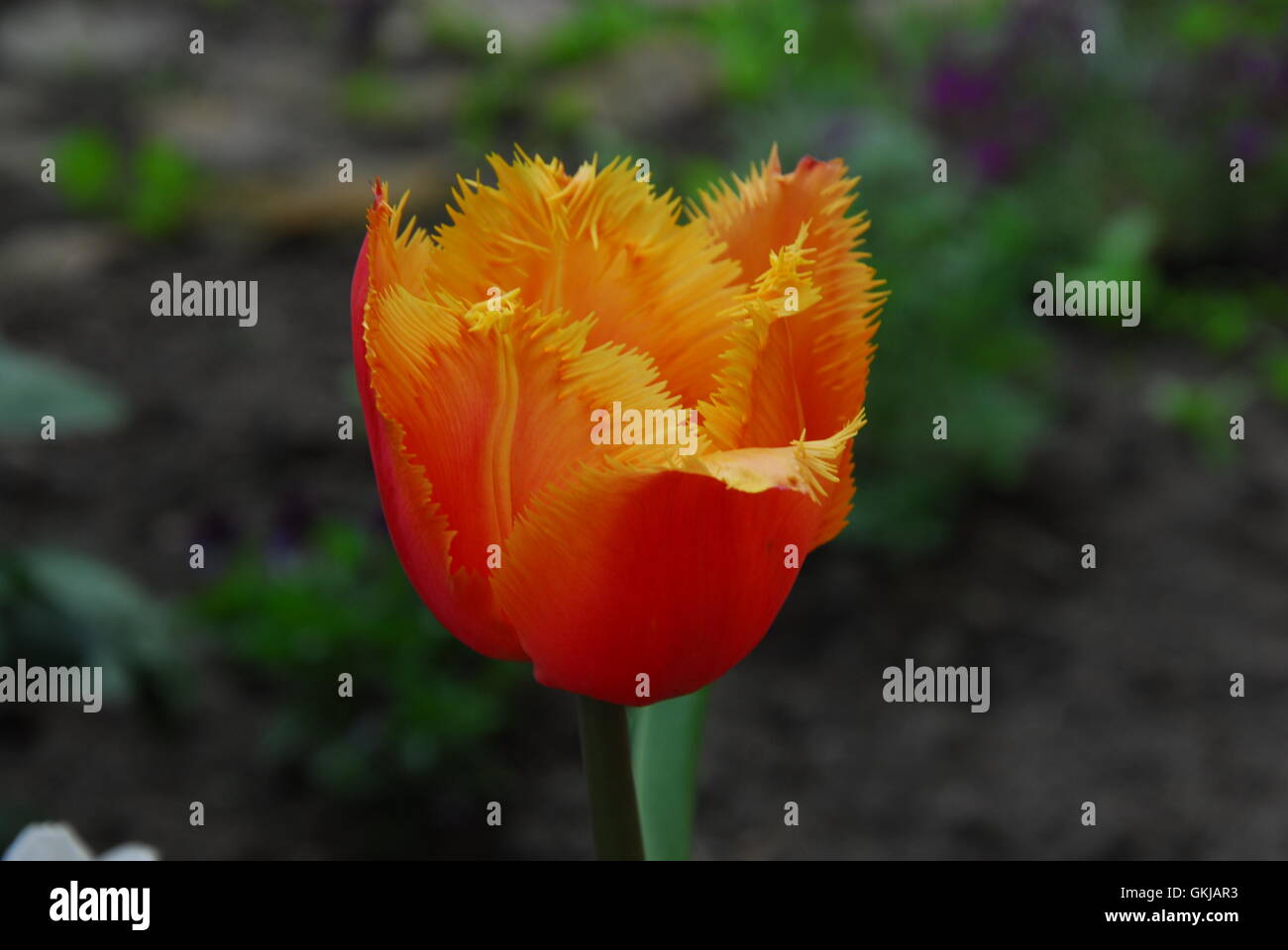 Tulip orange parrot, tulipa parrot Stock Photo - Alamy