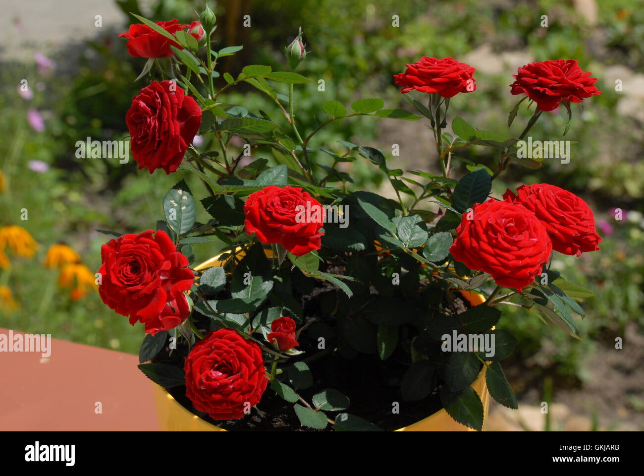 Red roses, rosa Stock Photo - Alamy