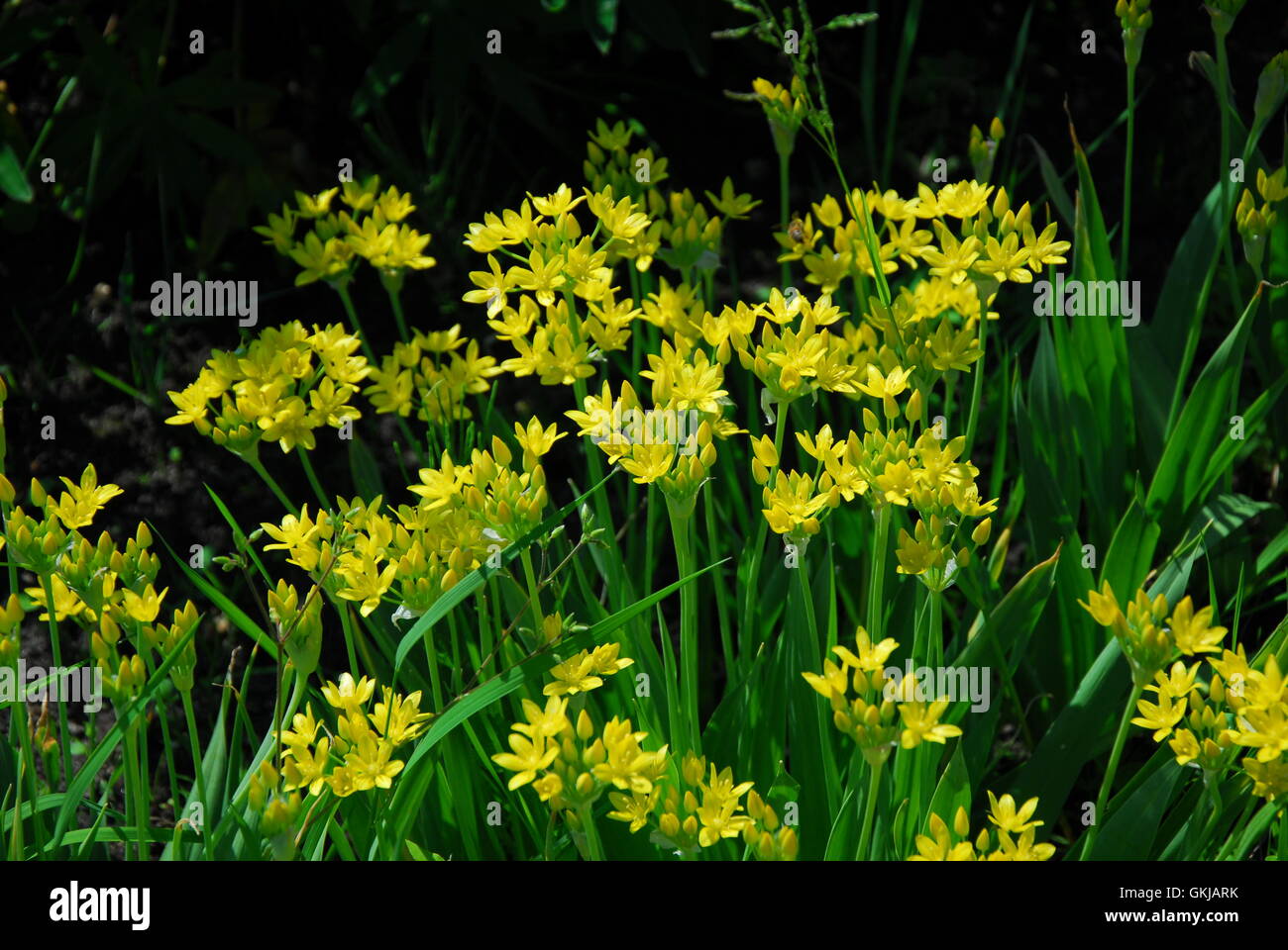 Golden garlic, allium molly, blossom allium Stock Photo - Alamy