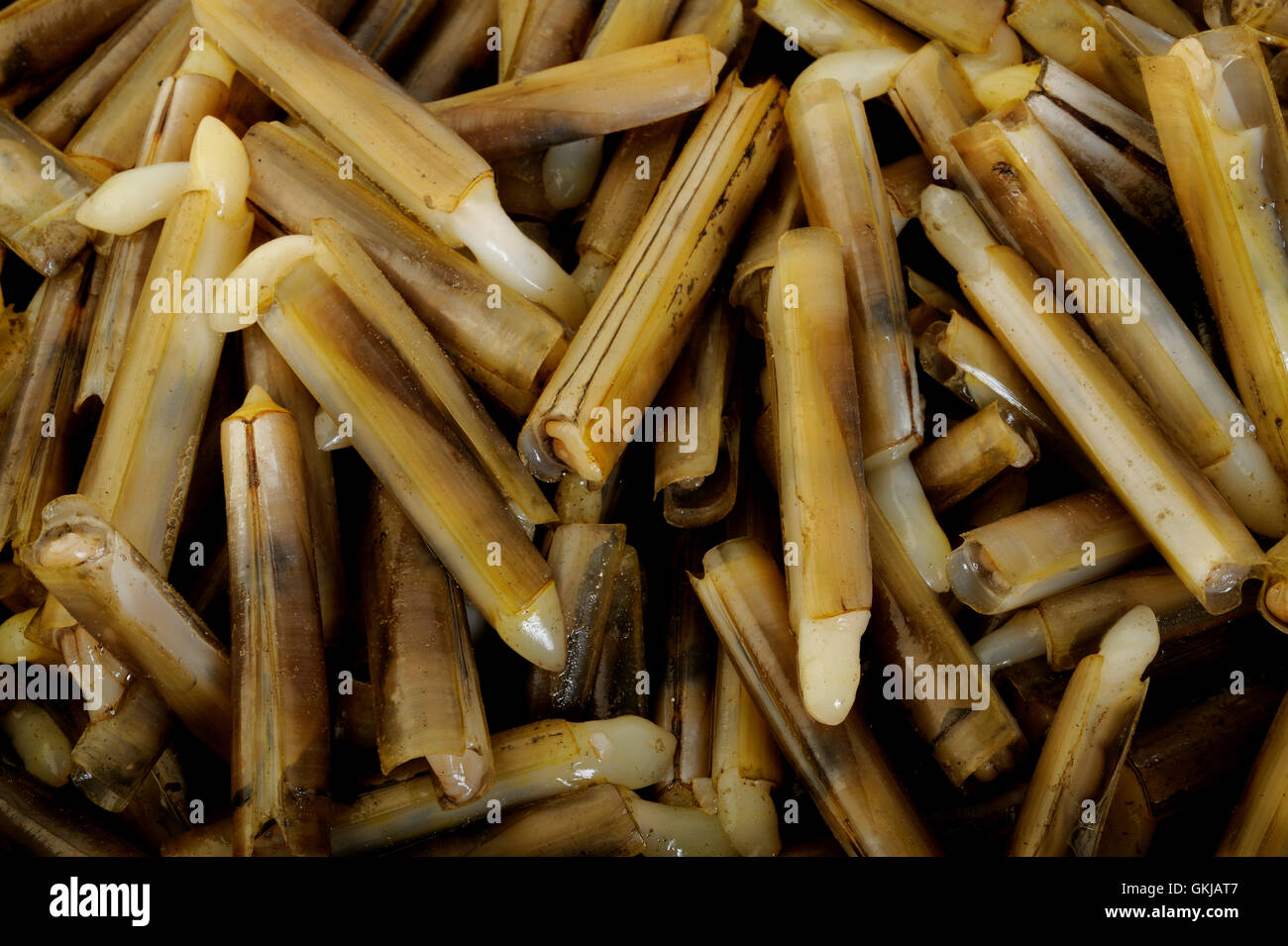 razor shells background Stock Photo - Alamy