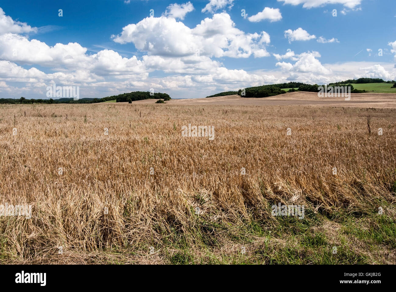 corny field with small hill on the background and blue sky with clouds ...
