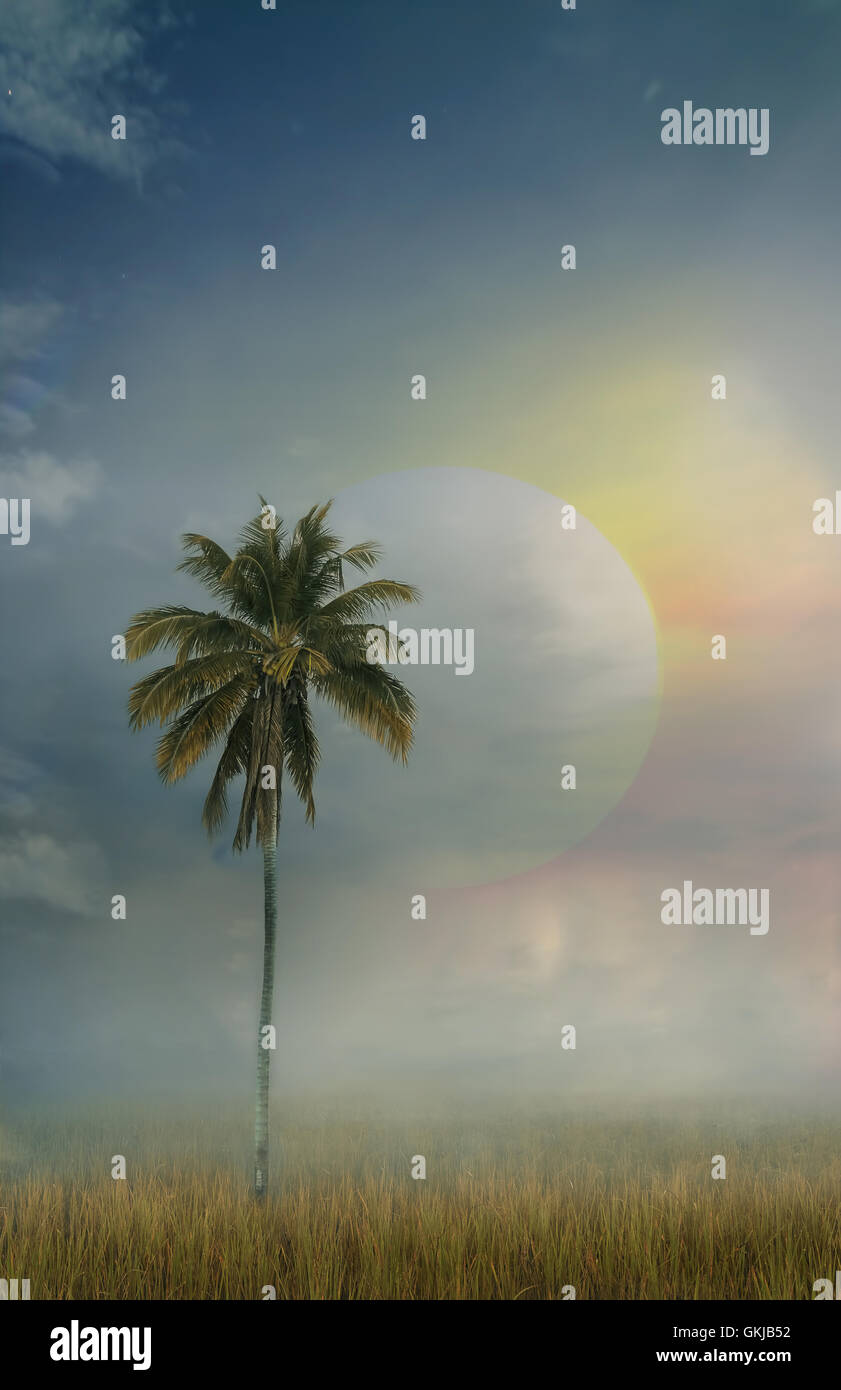Coconut trees hi-res stock photography and images - Alamy